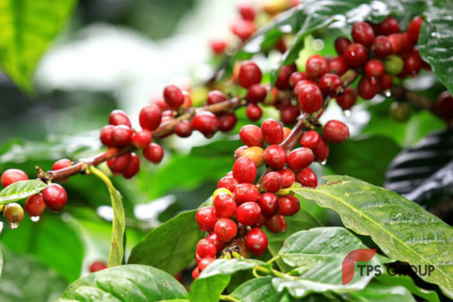 Cà phê Cherry (Cà phê mít) là gì? Có đặc điểm gì?